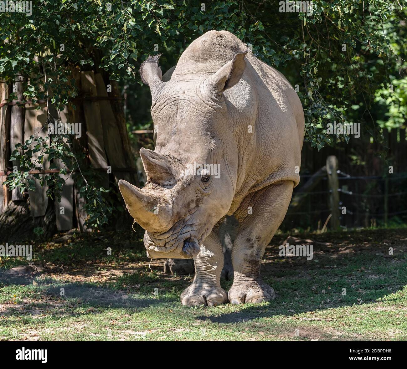 adult rhino stands in the shade of a tree Stock Photo - Alamy
