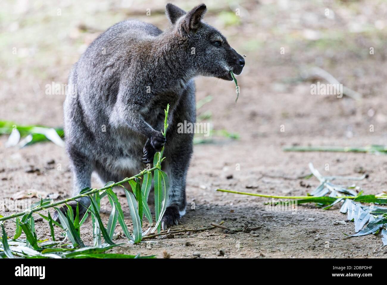 Red kangaroo eating hi-res stock photography and images - Alamy