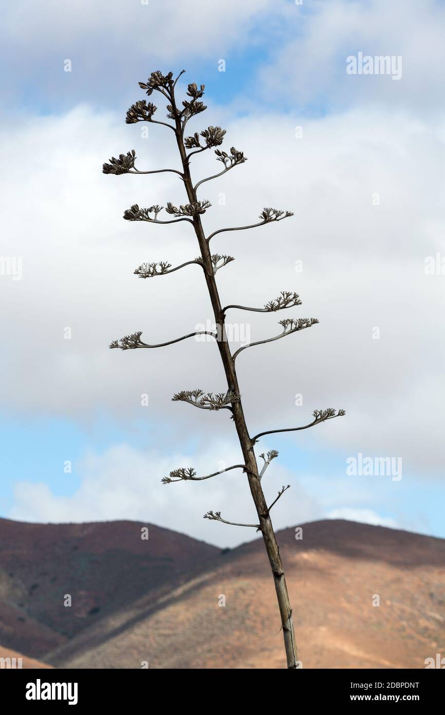 Immortal plant hi-res stock photography and images - Alamy
