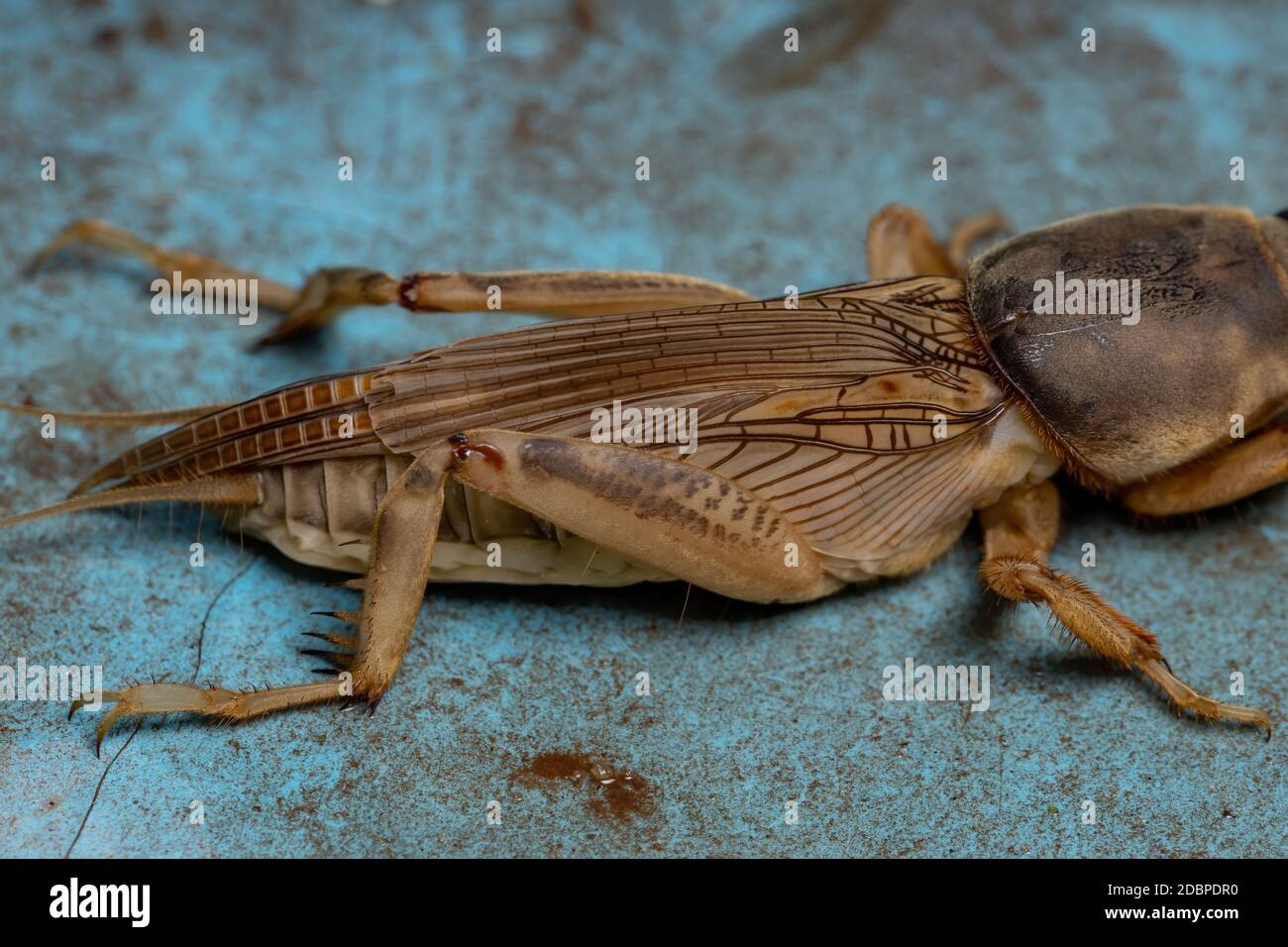 Adult Mole Cricket of the Genus Neoscapteriscus Stock Photo - Alamy