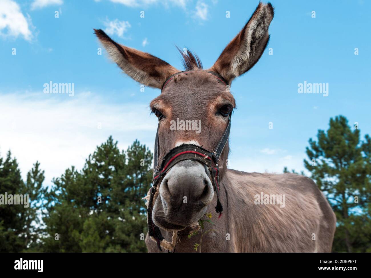 portrait of the donkey in nature Stock Photo - Alamy