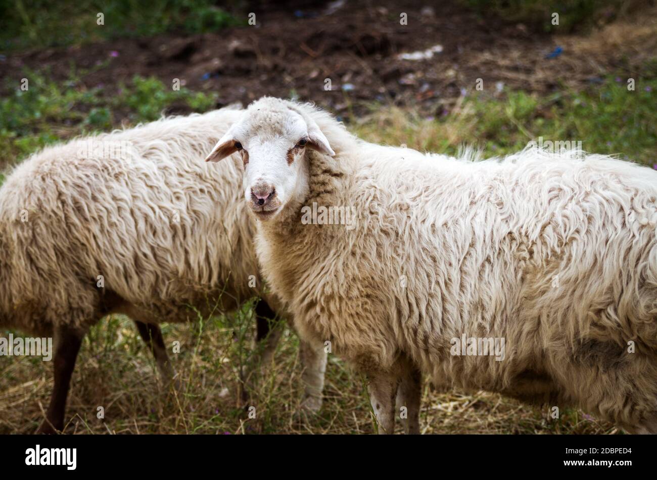 Sheep in the farm in summer Stock Photo - Alamy