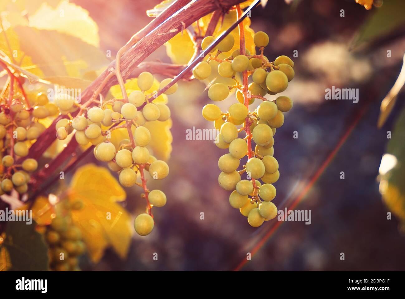 Growing grapes in sunset hi-res stock photography and images - Alamy