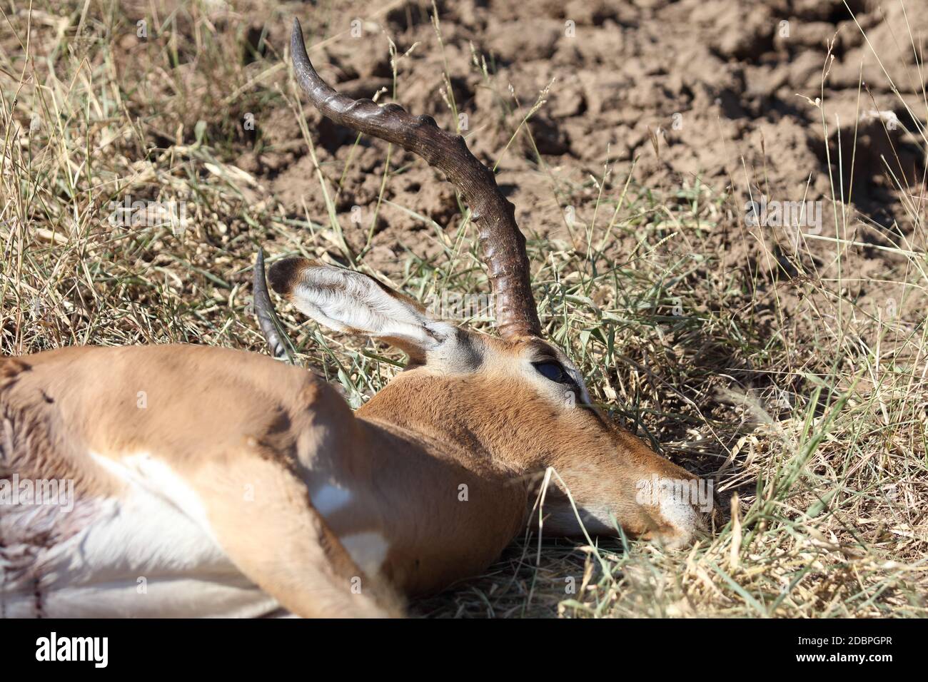 Dead antilope hi-res stock photography and images - Alamy