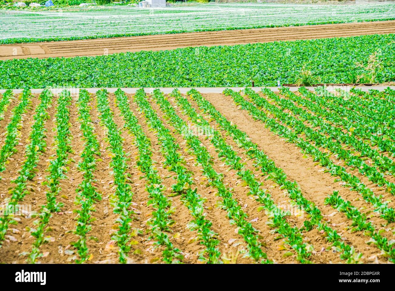 Of cabbage field image. Shooting Location: Yokohama-city kanagawa ...