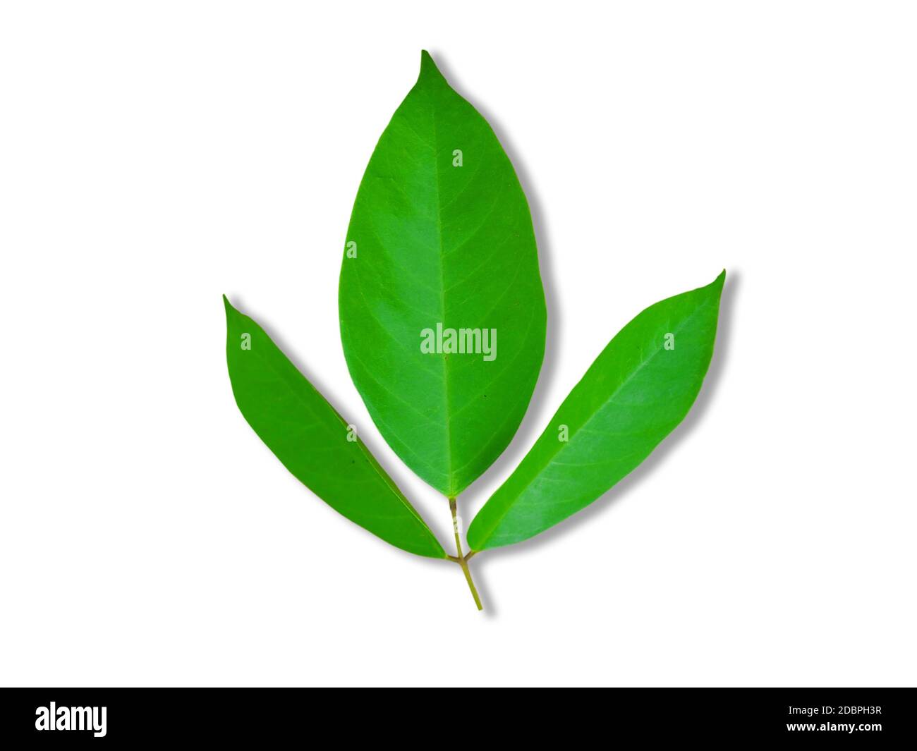 3 leaves on a white background Stock Photo - Alamy