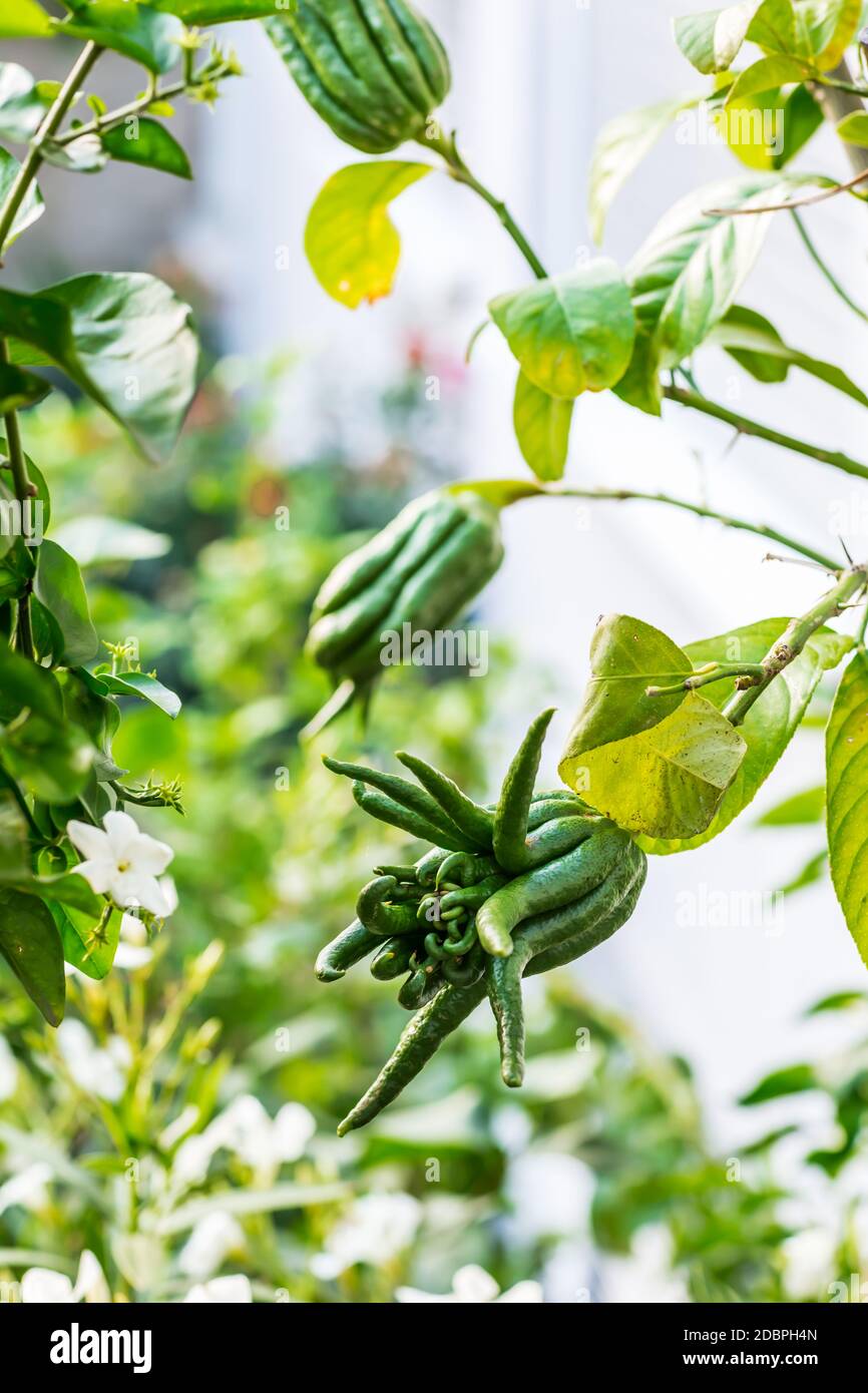 Buddha's hand fruit on the tree in the garden. Citrus medica. Fingered ...