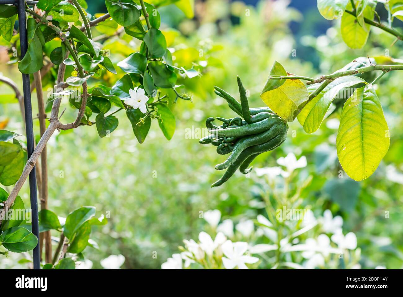 Buddha's hand fruit on the tree in the garden. Citrus medica. Fingered ...