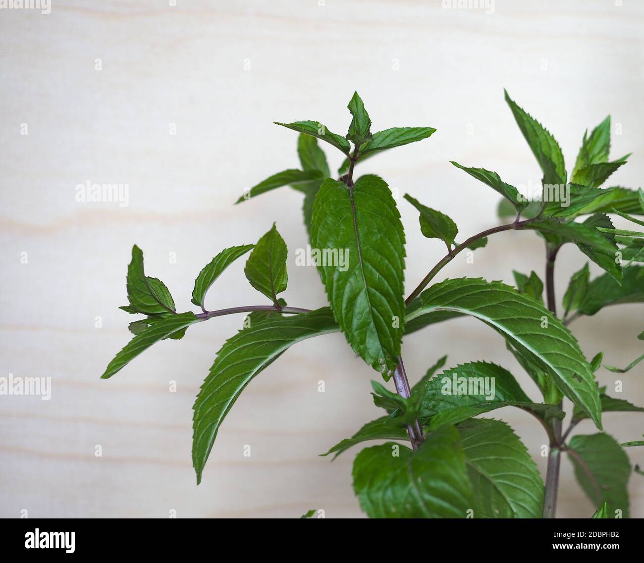 peppermint plant (scientific name Mentha x piperita Stock Photo - Alamy