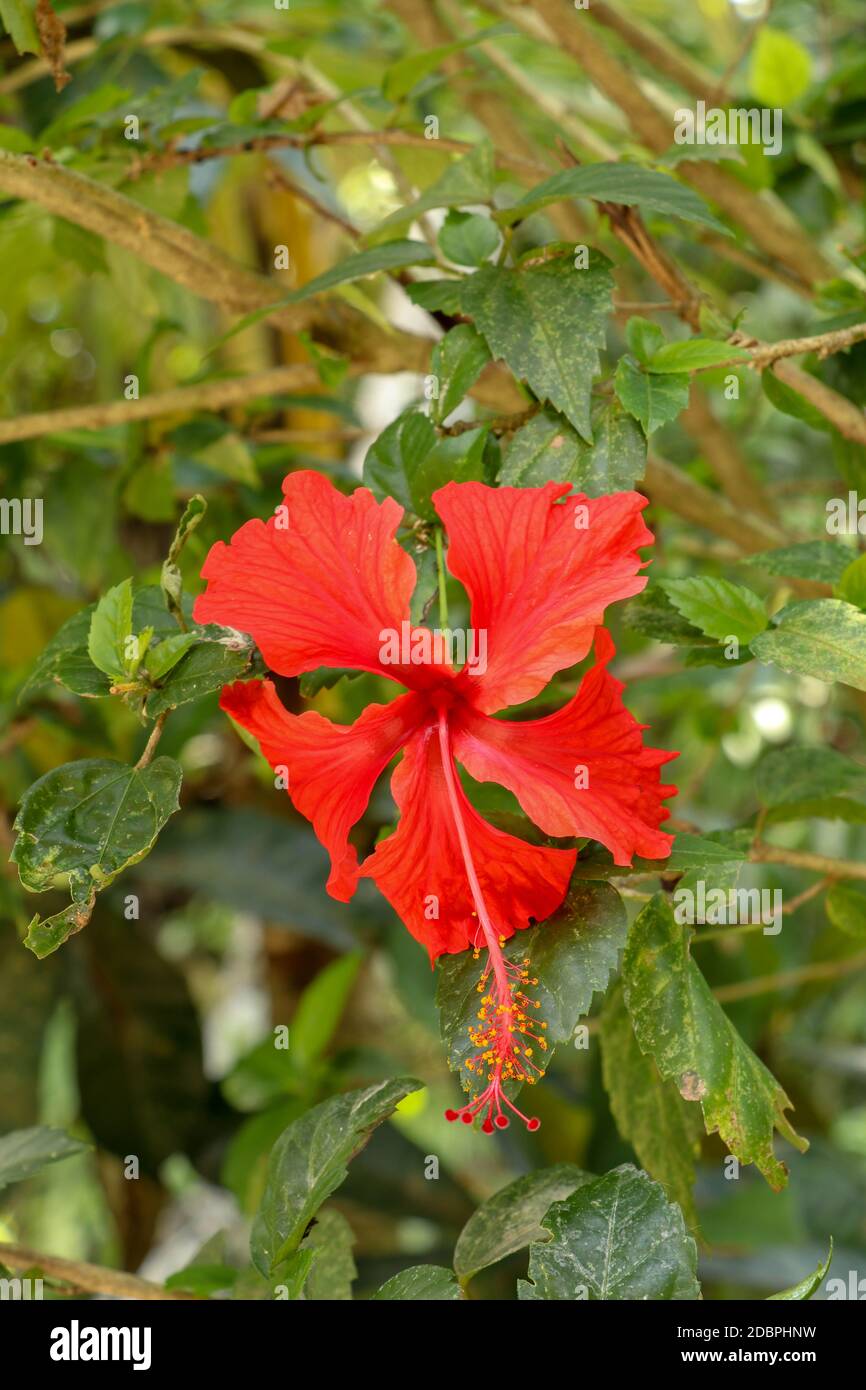 Close up Red Shoe Flower facing sideways in the garden. Hibiscus rosa ...