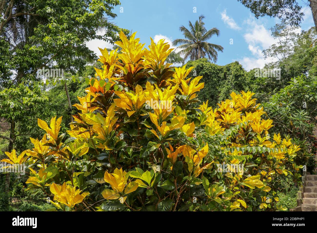 Close up of Codiaeum variegatum with large bright yellow leaves ...