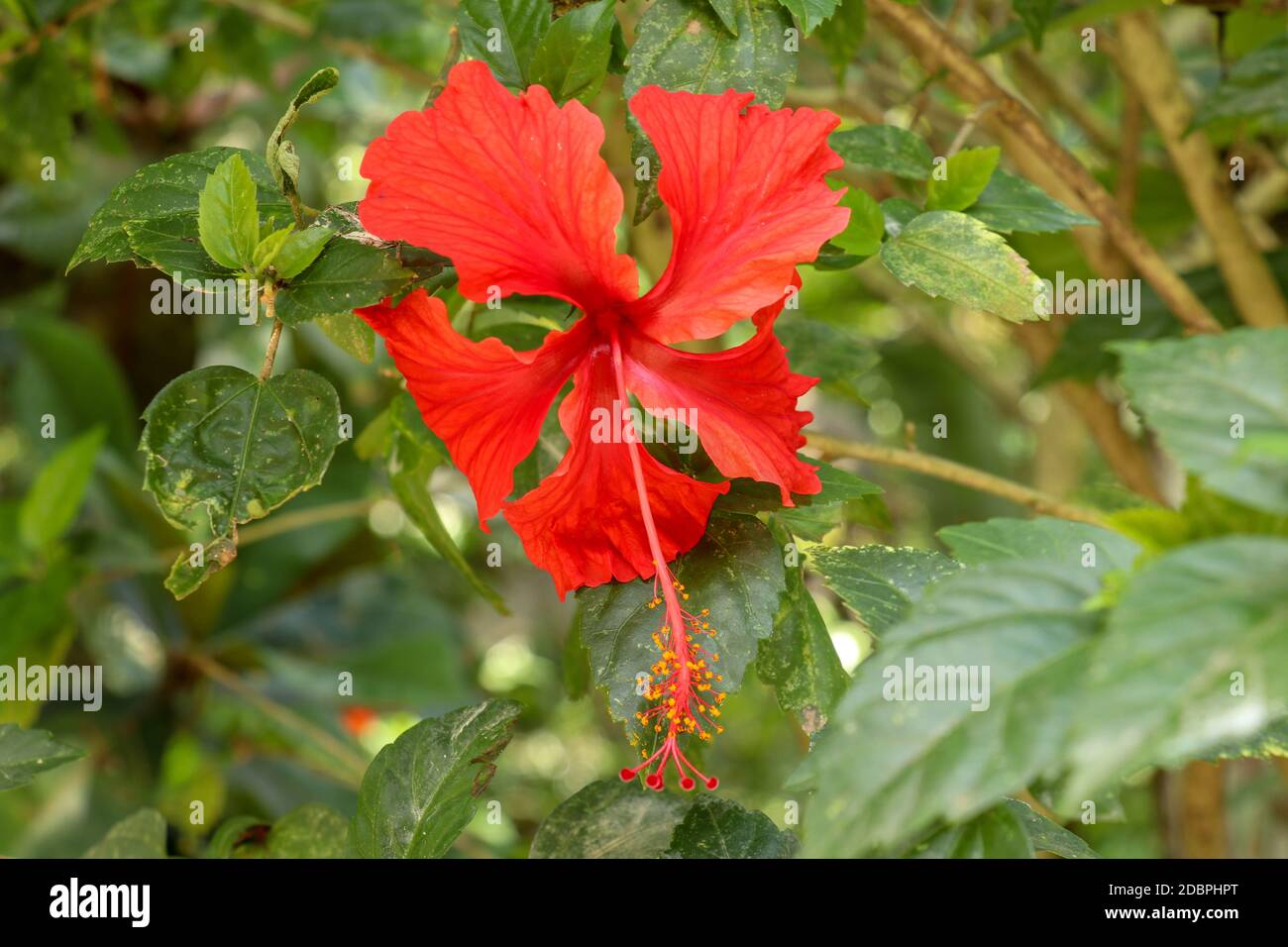 Close up Red Shoe Flower facing sideways in the garden. Hibiscus rosa ...