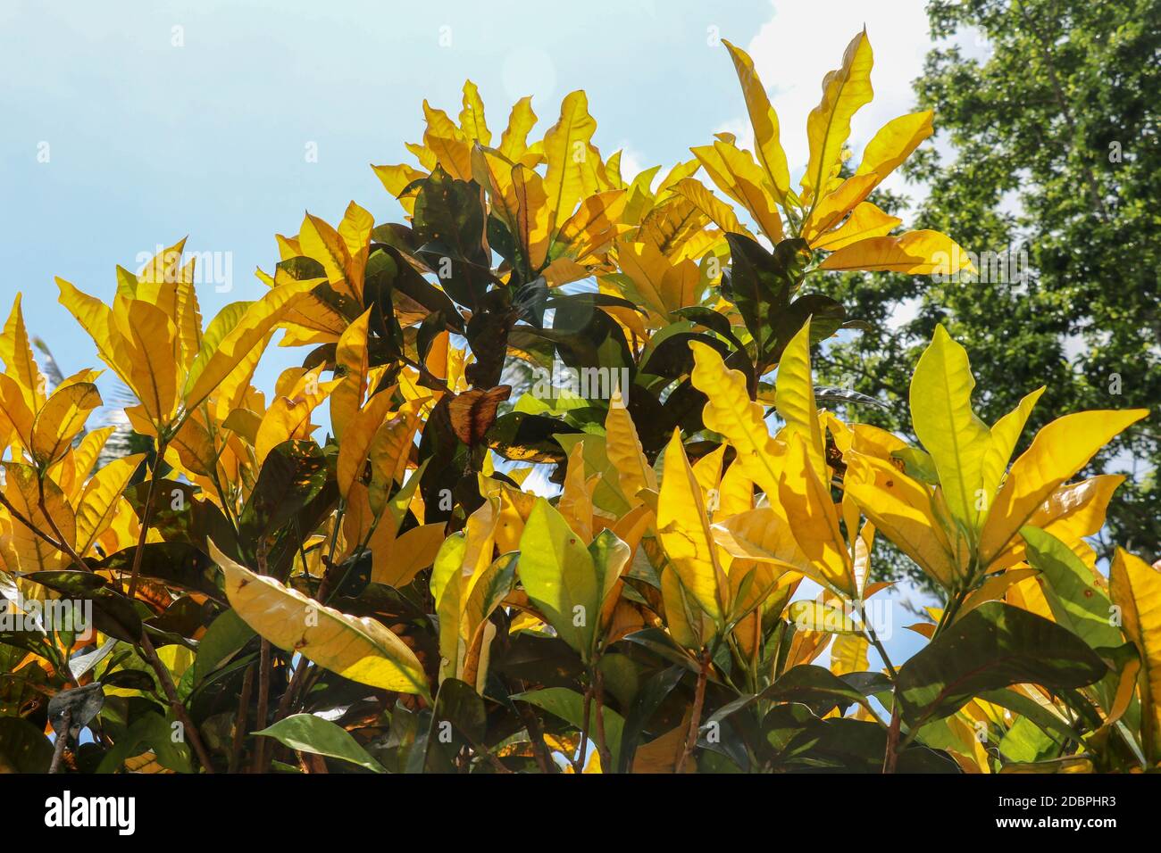 Close up of Codiaeum variegatum with large bright yellow leaves ...