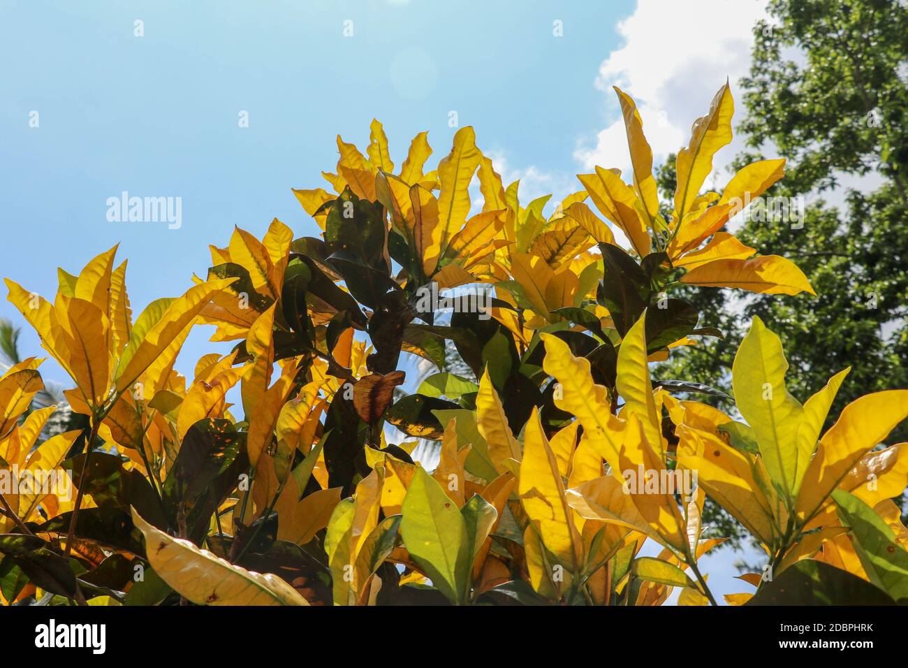 Close up of Codiaeum variegatum with large bright yellow leaves ...