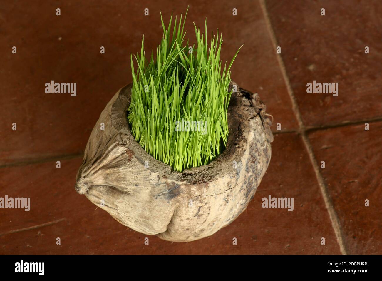 Planting Sprout in Earth Day. Bunch of young rice plants in natural pot ...