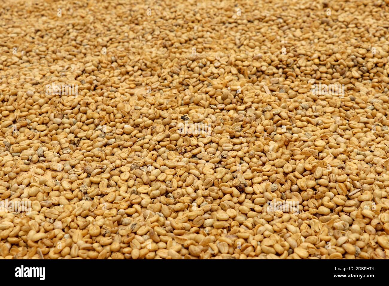 The process of making Kopi luwak beans dry by using sunlight. Natural ...