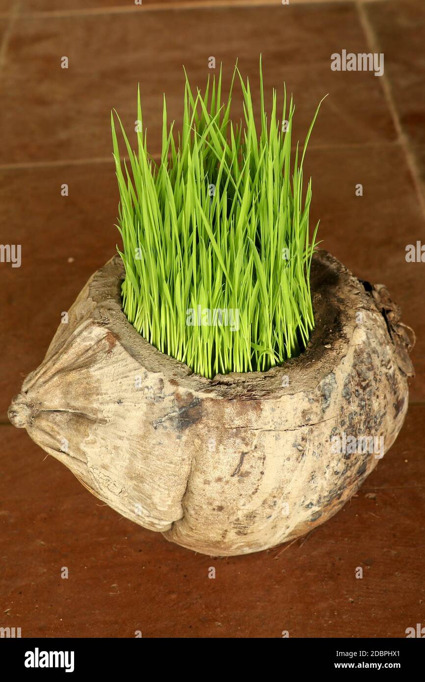 Planting Sprout in Earth Day. Bunch of young rice plants in natural pot ...