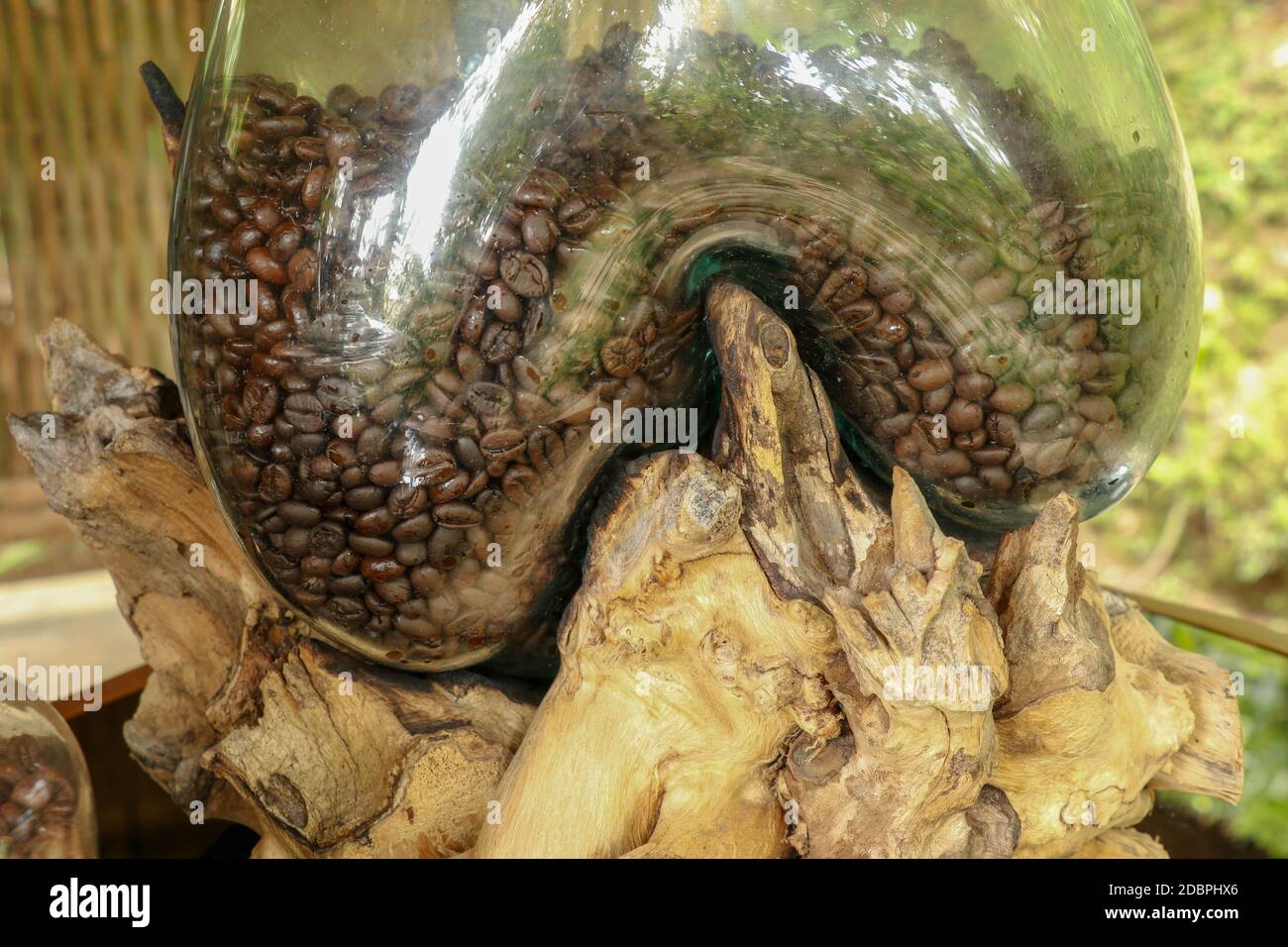Tree root detail hi-res stock photography and images - Alamy