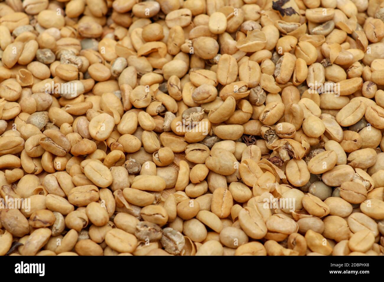 The process of making Kopi luwak beans dry by using sunlight. Natural ...