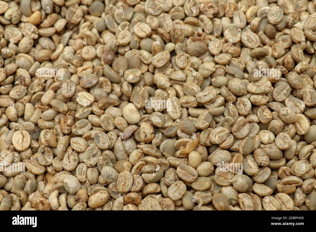 The process of making coffee Arabica beans dry by sunlight. Natural ...
