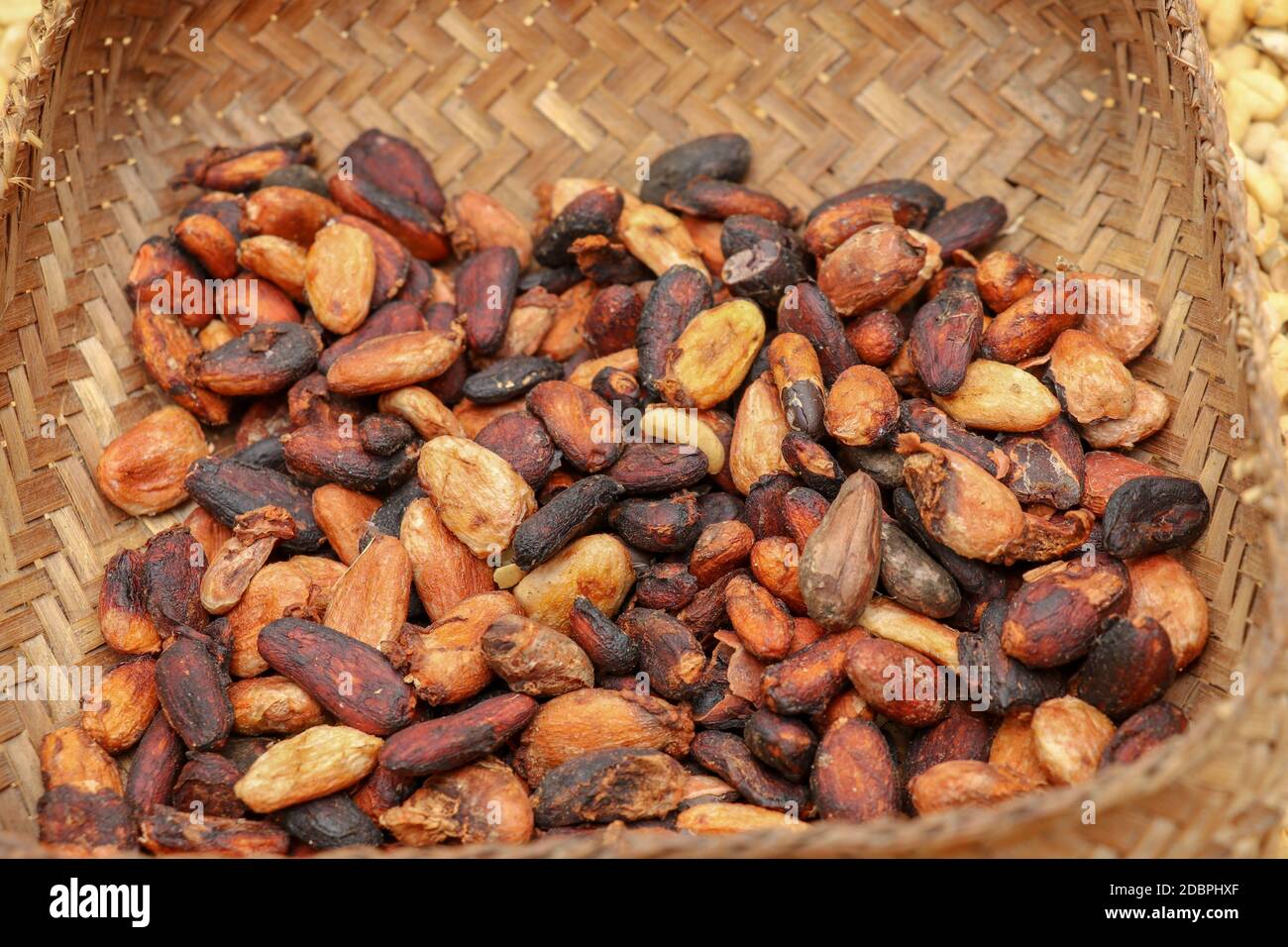 Bamboo from seed hi-res stock photography and images - Alamy