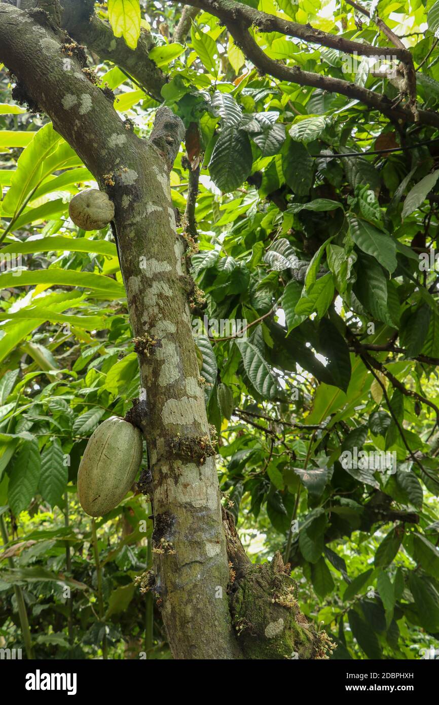 Young cacao plantation hi-res stock photography and images - Alamy