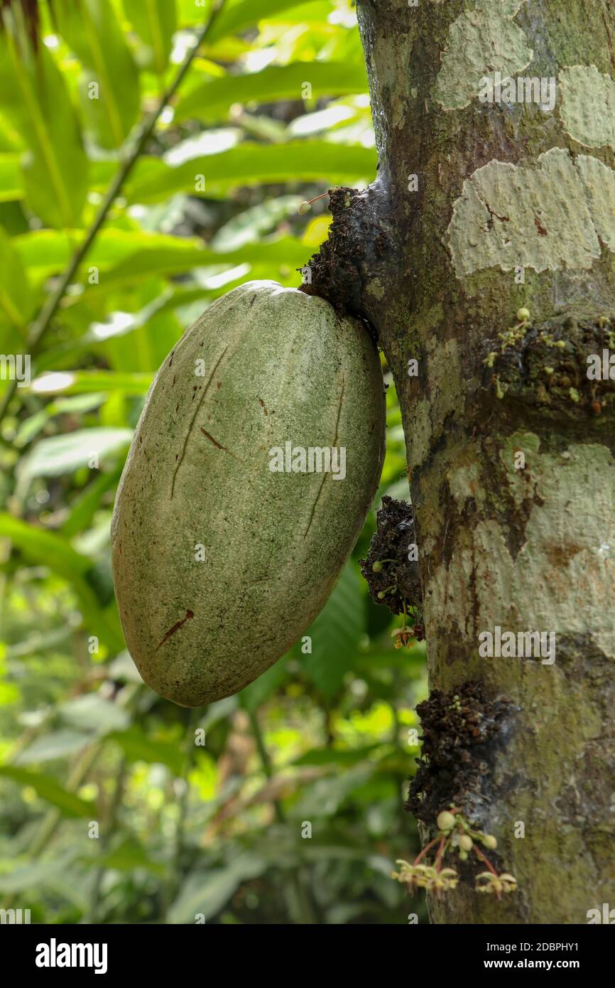 Young cacao plantation hi-res stock photography and images - Alamy