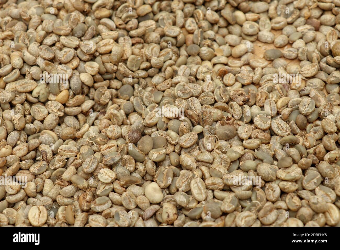 The process of making coffee Arabica beans dry by sunlight. Natural ...