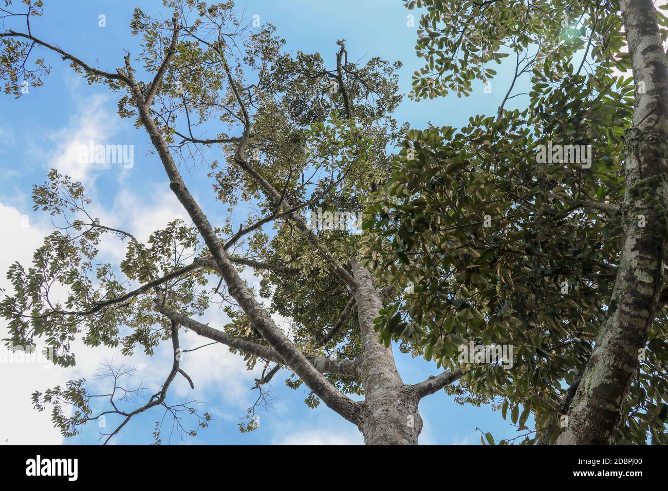 Top view with tree trunk and branch and blue sky background. Bottom ...