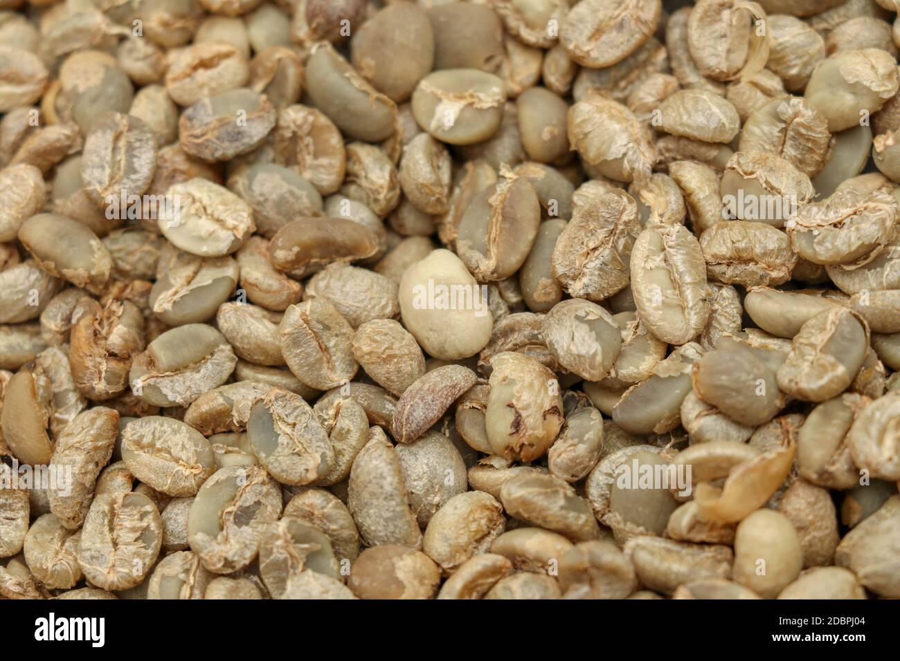 The process of making coffee Arabica beans dry by sunlight. Natural ...