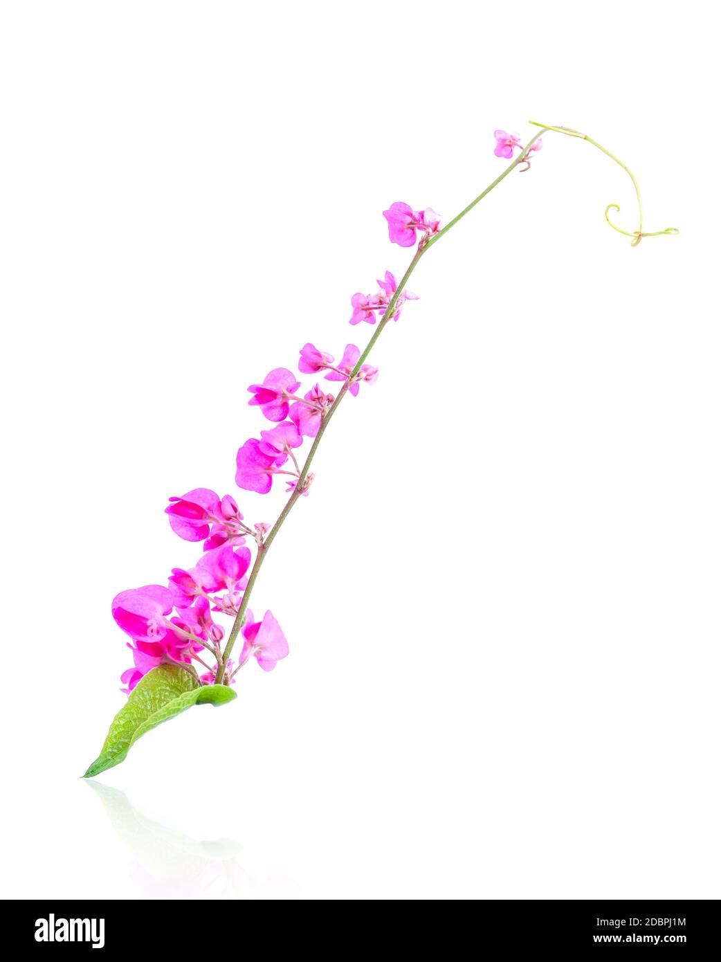 Antigonon leptopus Hook flower or Coral Vine flower on white background ...