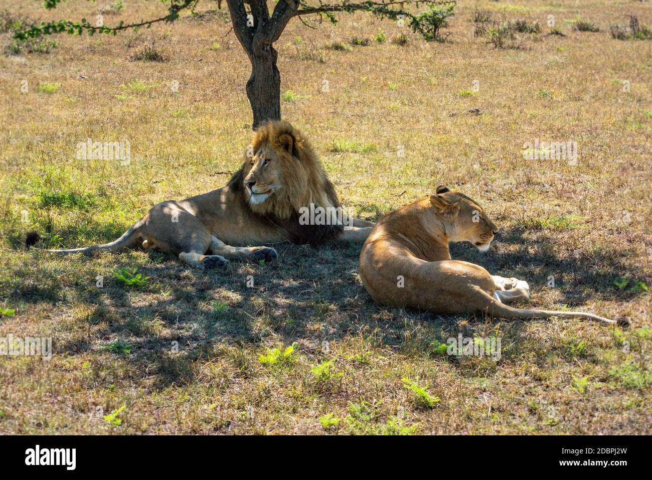 Lions under the tree hi-res stock photography and images - Alamy