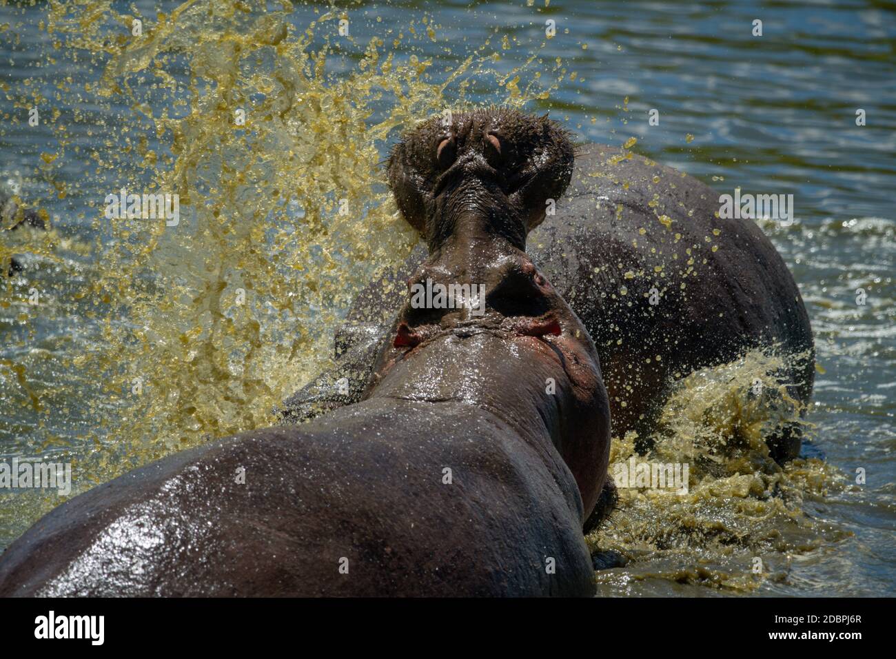 Male hippos confronting each other in spray Stock Photo - Alamy