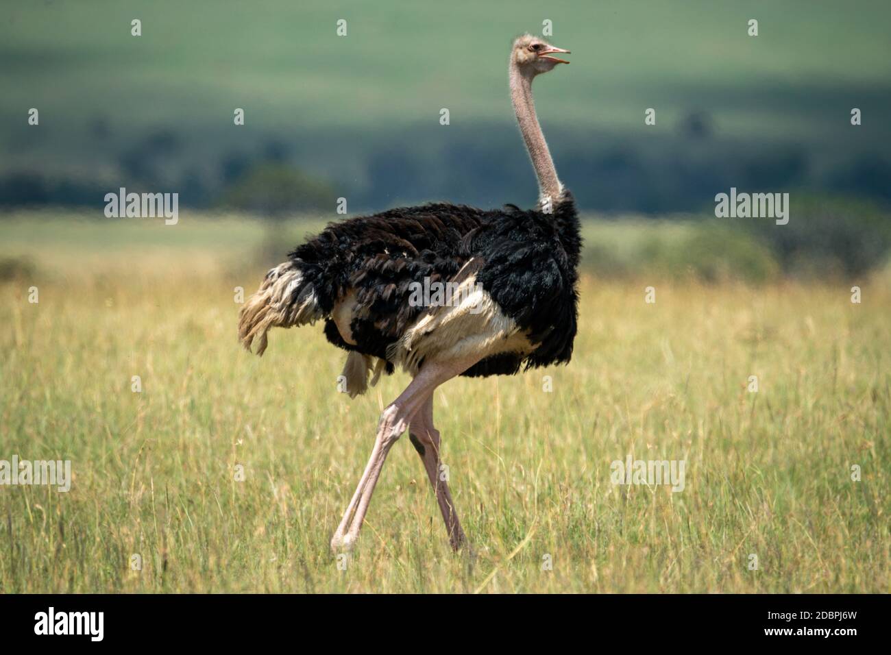 Male common ostrich walks on bleached grass Stock Photo - Alamy