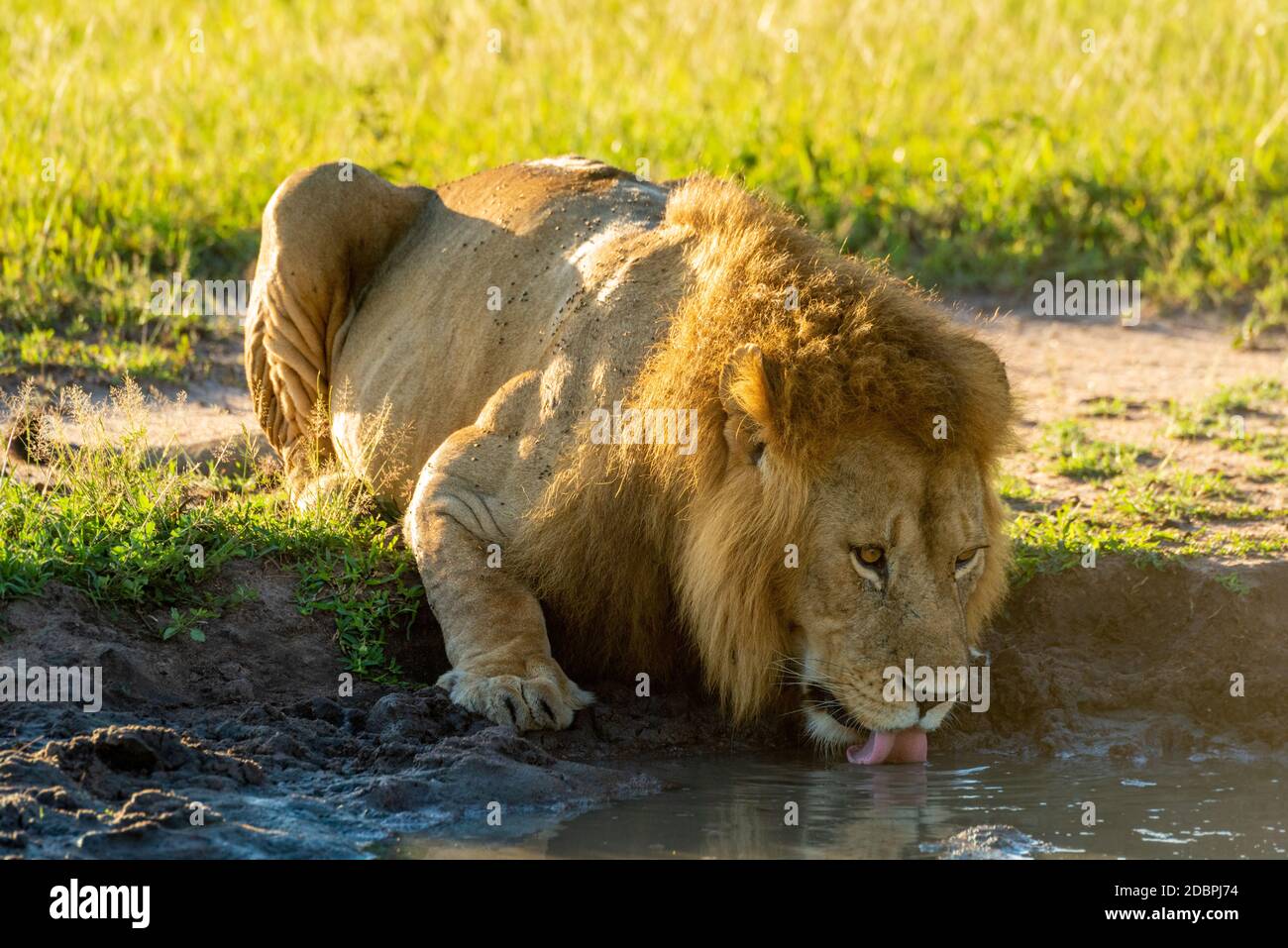 Male lion lies drinking from water hole Stock Photo - Alamy