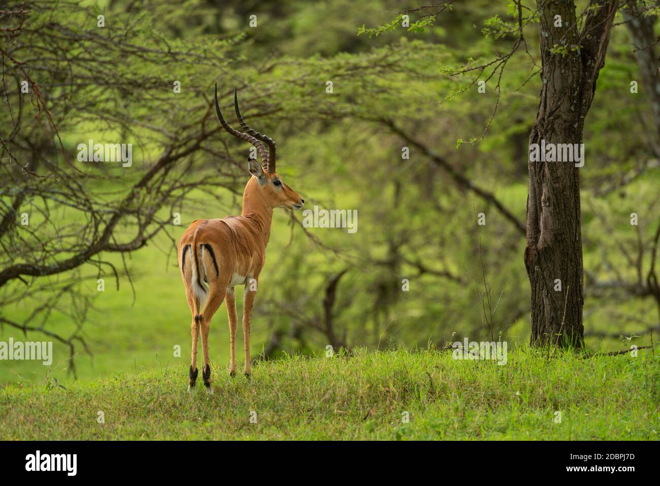 Male impala stands by tree in woods Stock Photo - Alamy