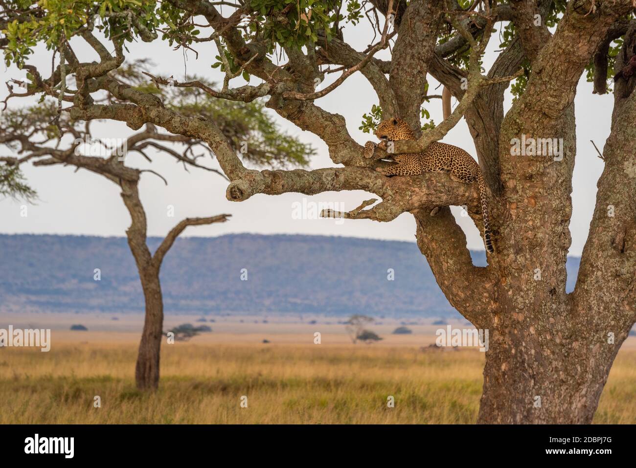Male leopard lies in tree raising head Stock Photo - Alamy