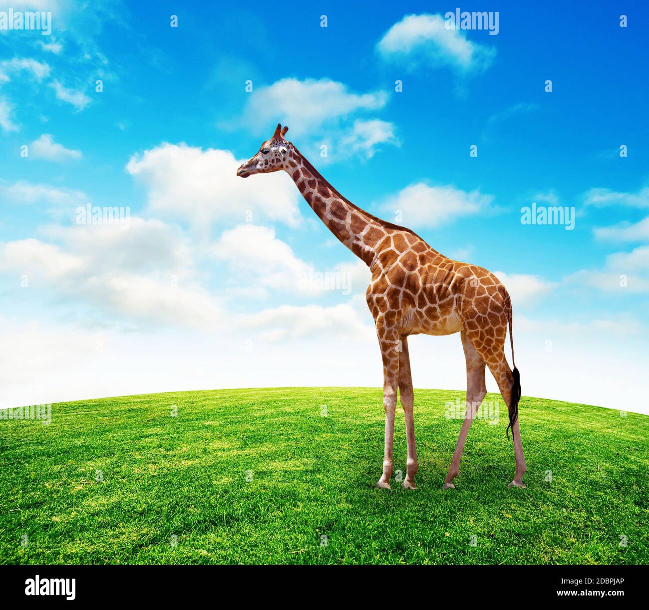Giraffe on lawn hi-res stock photography and images - Alamy