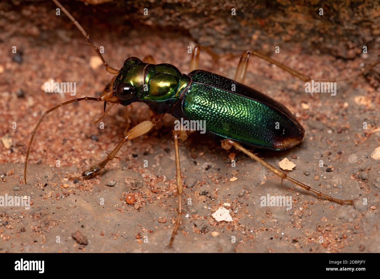 Green Tiger Beetle of the Genus Tetracha Stock Photo - Alamy