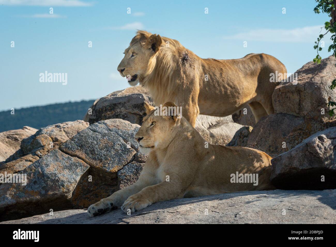 Male lion stands by lioness on rocks Stock Photo - Alamy
