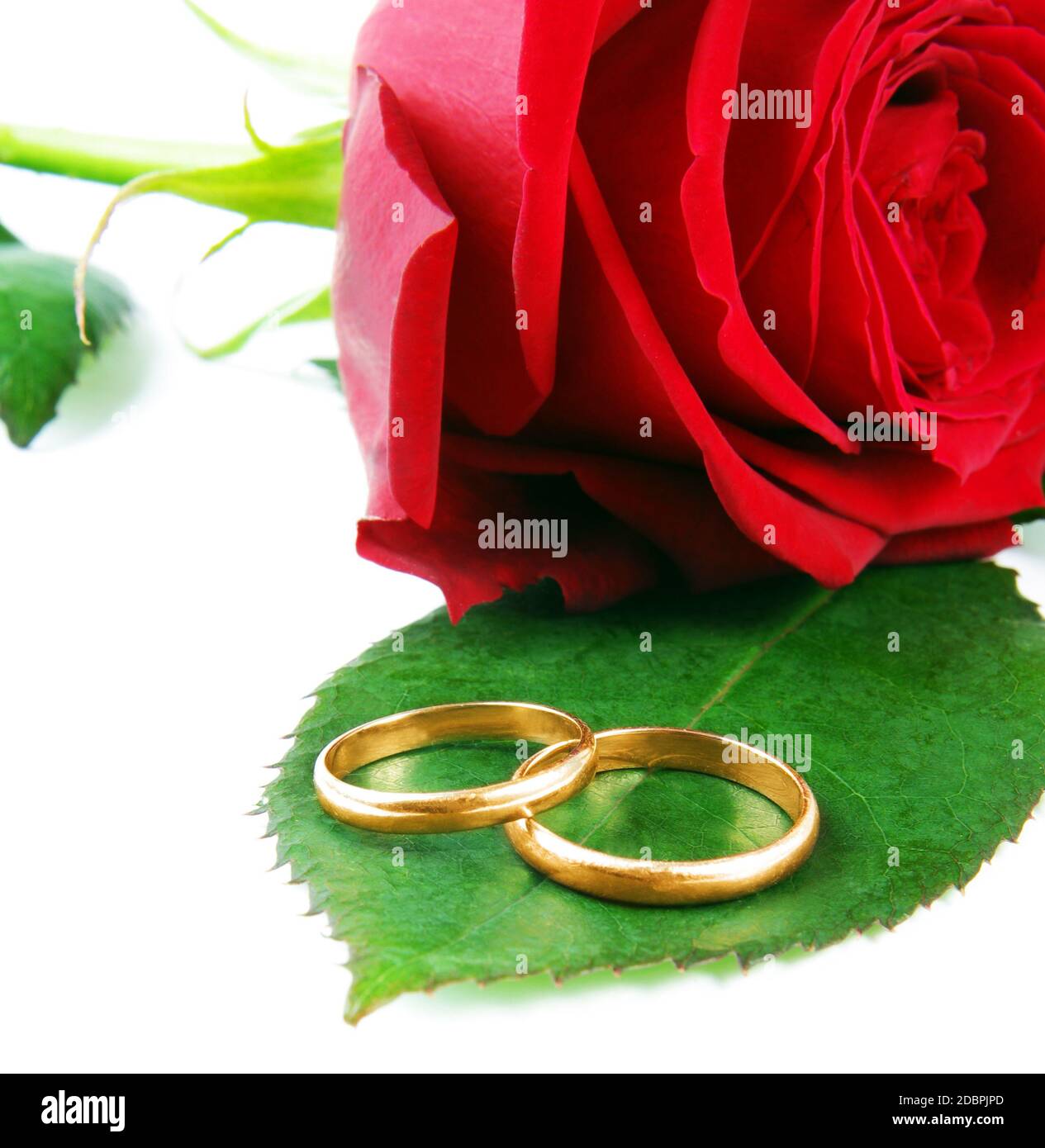 Wedding rings with the red rose Stock Photo - Alamy
