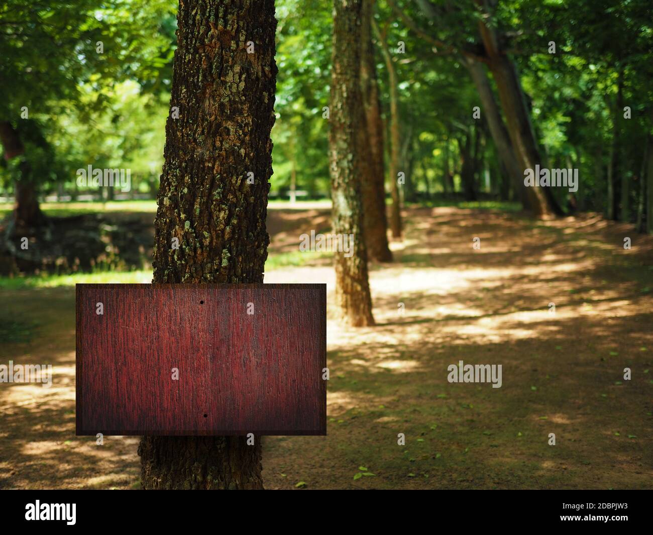 A Blank wooden square sign on a tree in the forest beside the house ...