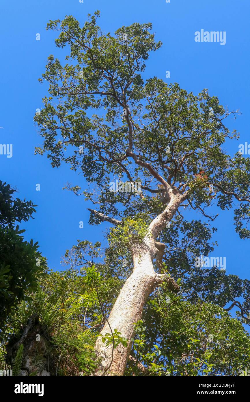 Tree parasitic plants in tropical hi-res stock photography and images ...