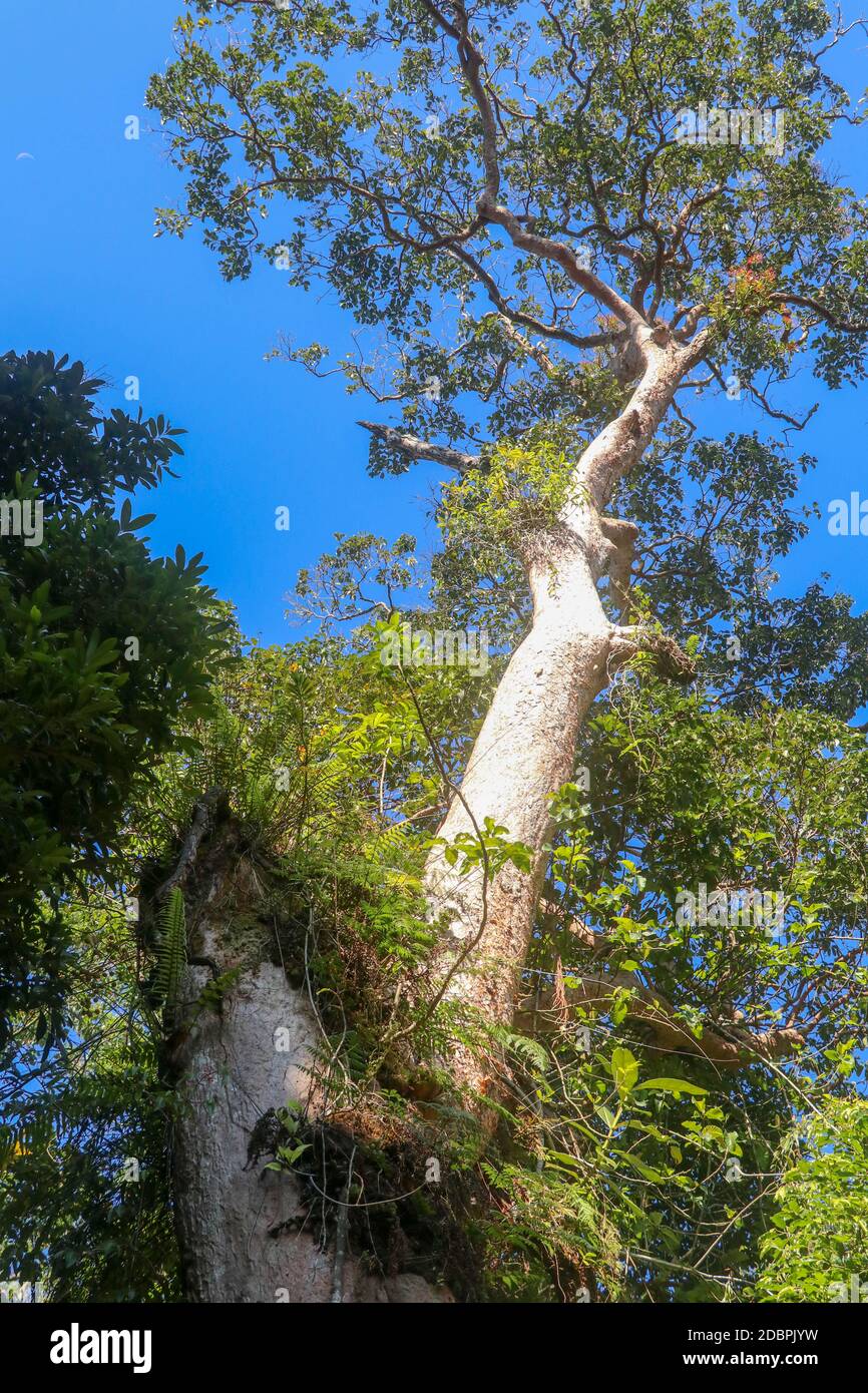 Huge tropical tree with parasitic plants on its trunk in Hindu temple ...