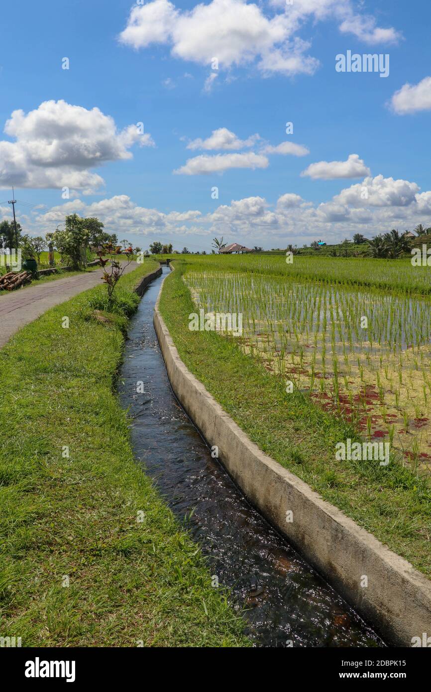 Irrigation canal called subak, a traditional way of bringing water to ...
