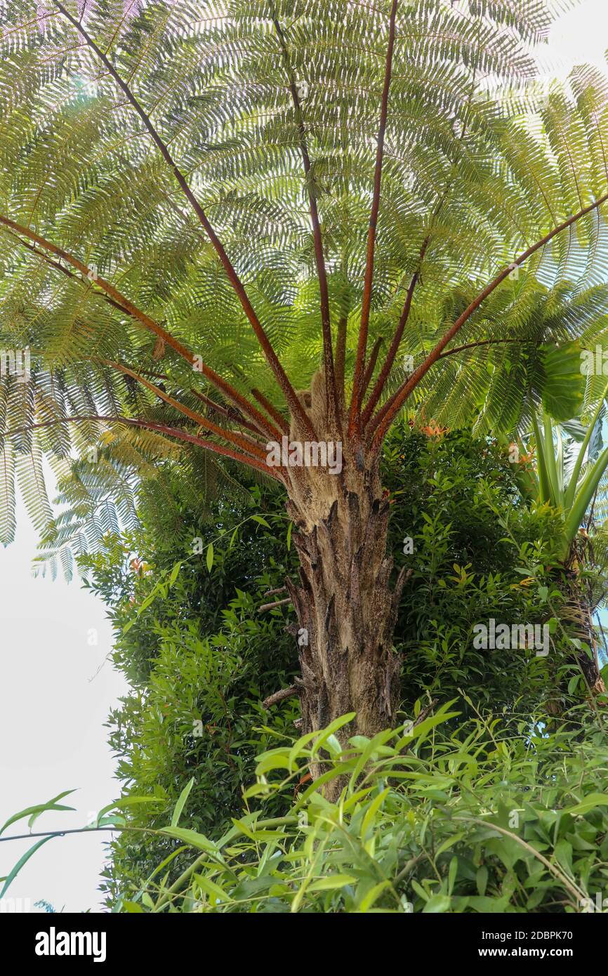 Crown of tropical tree Cyathea Arborea. Close up of branches of West ...