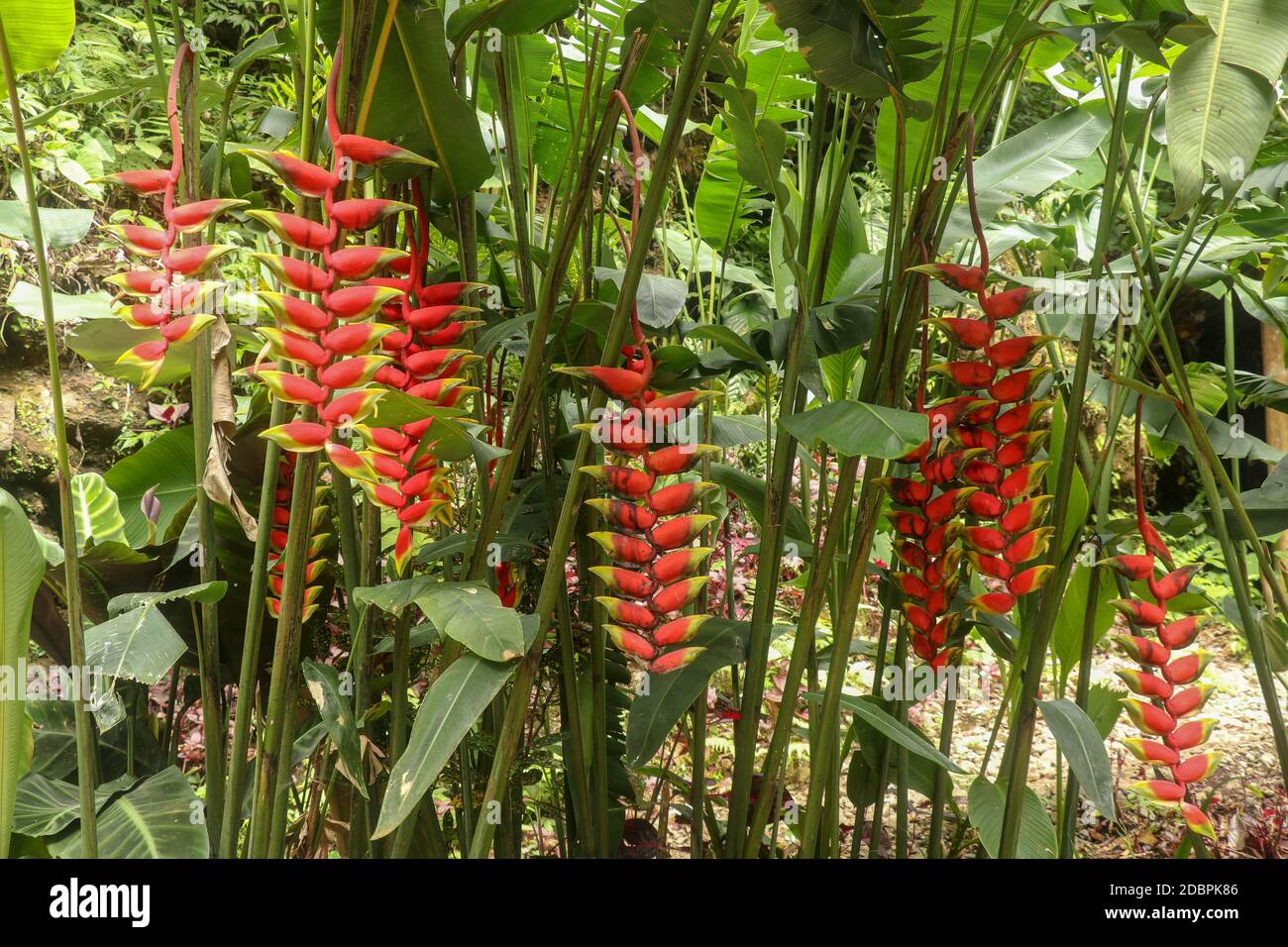 Claw flower hi-res stock photography and images - Alamy
