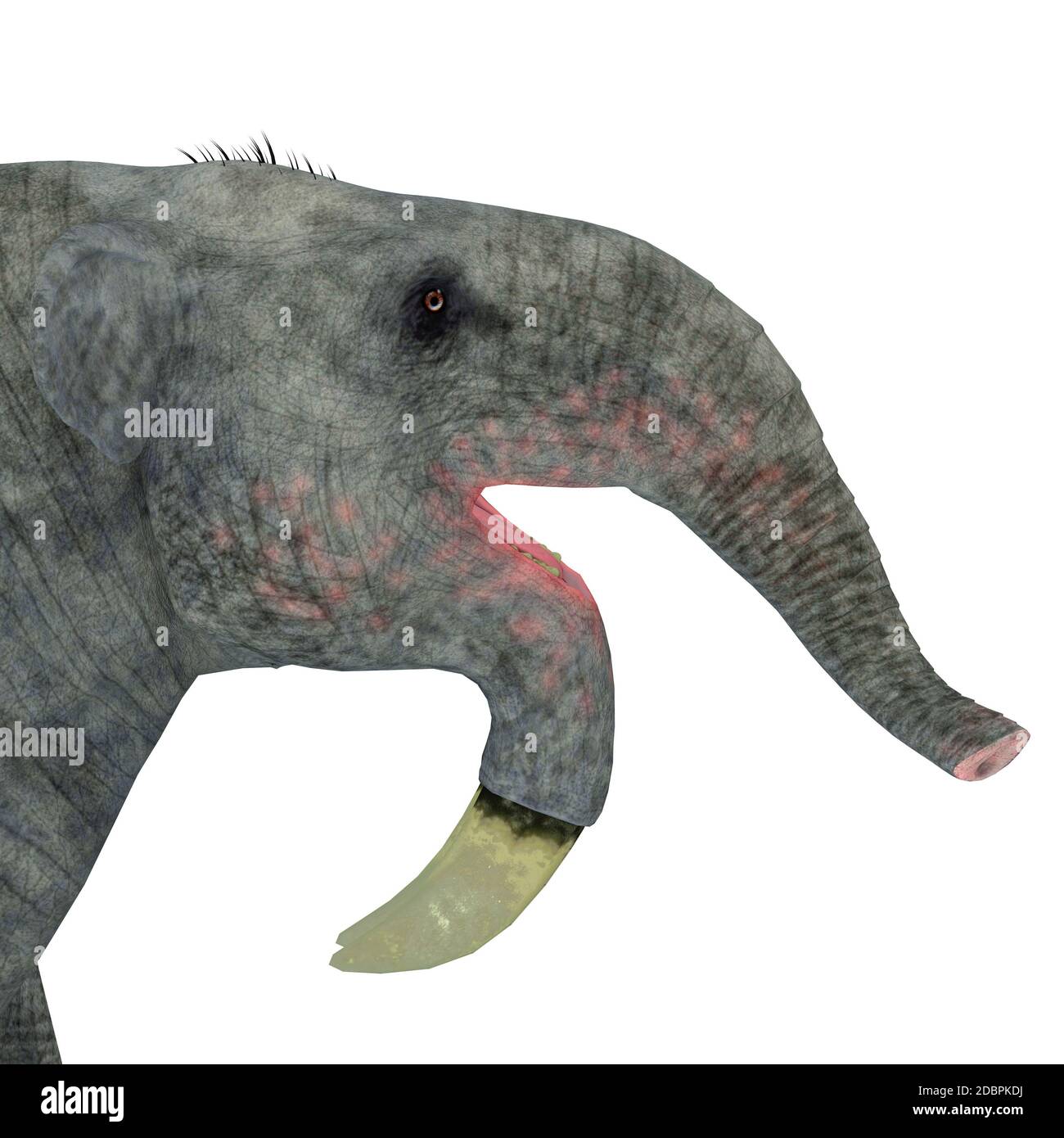 Deinotherium giganteum hi-res stock photography and images - Alamy