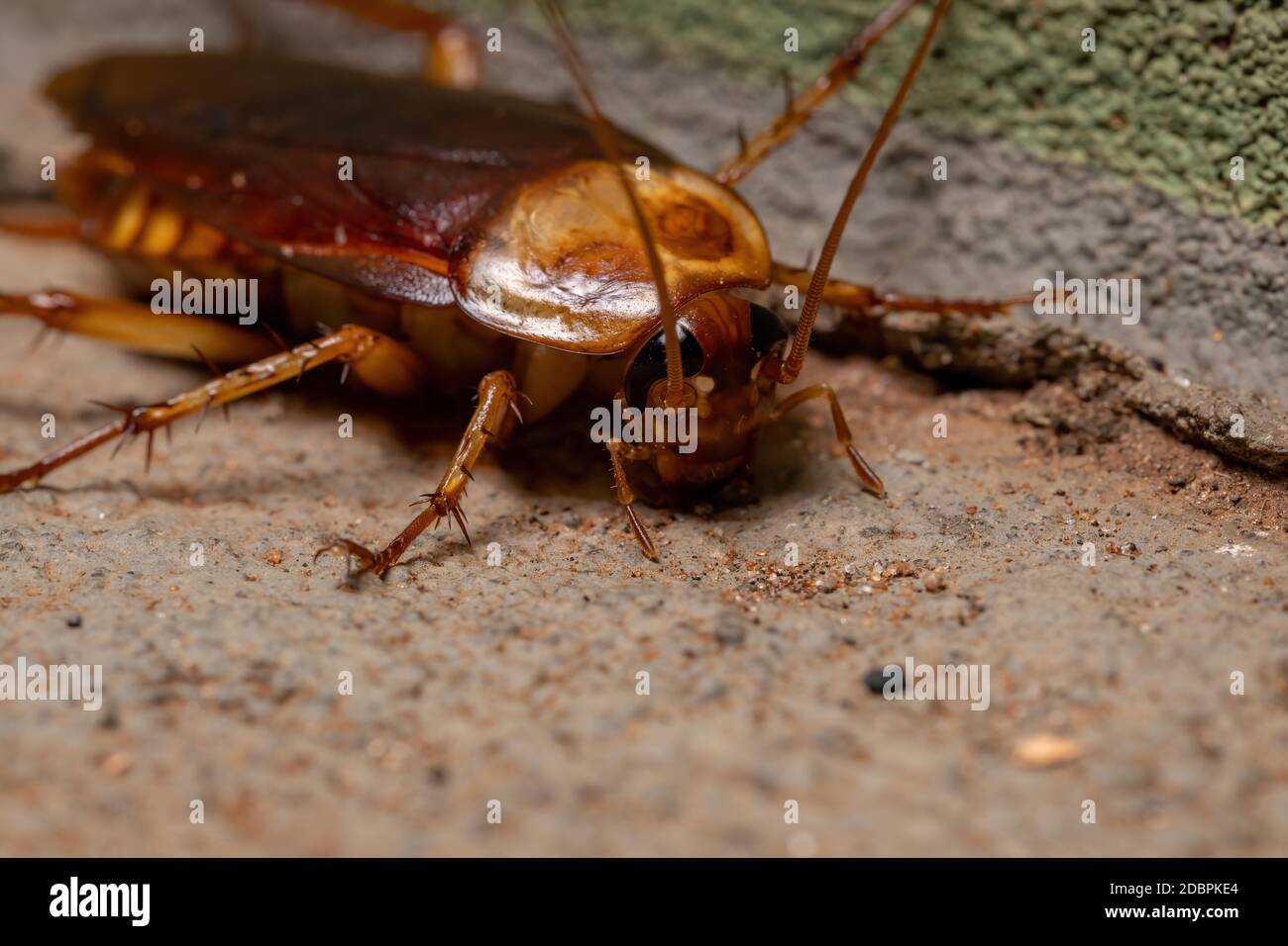 Adult American Cockroach of the species Periplaneta americana Stock ...