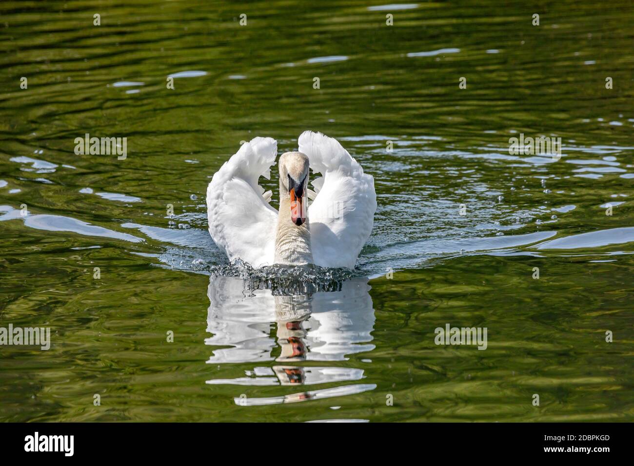 Agresiv hi-res stock photography and images - Alamy